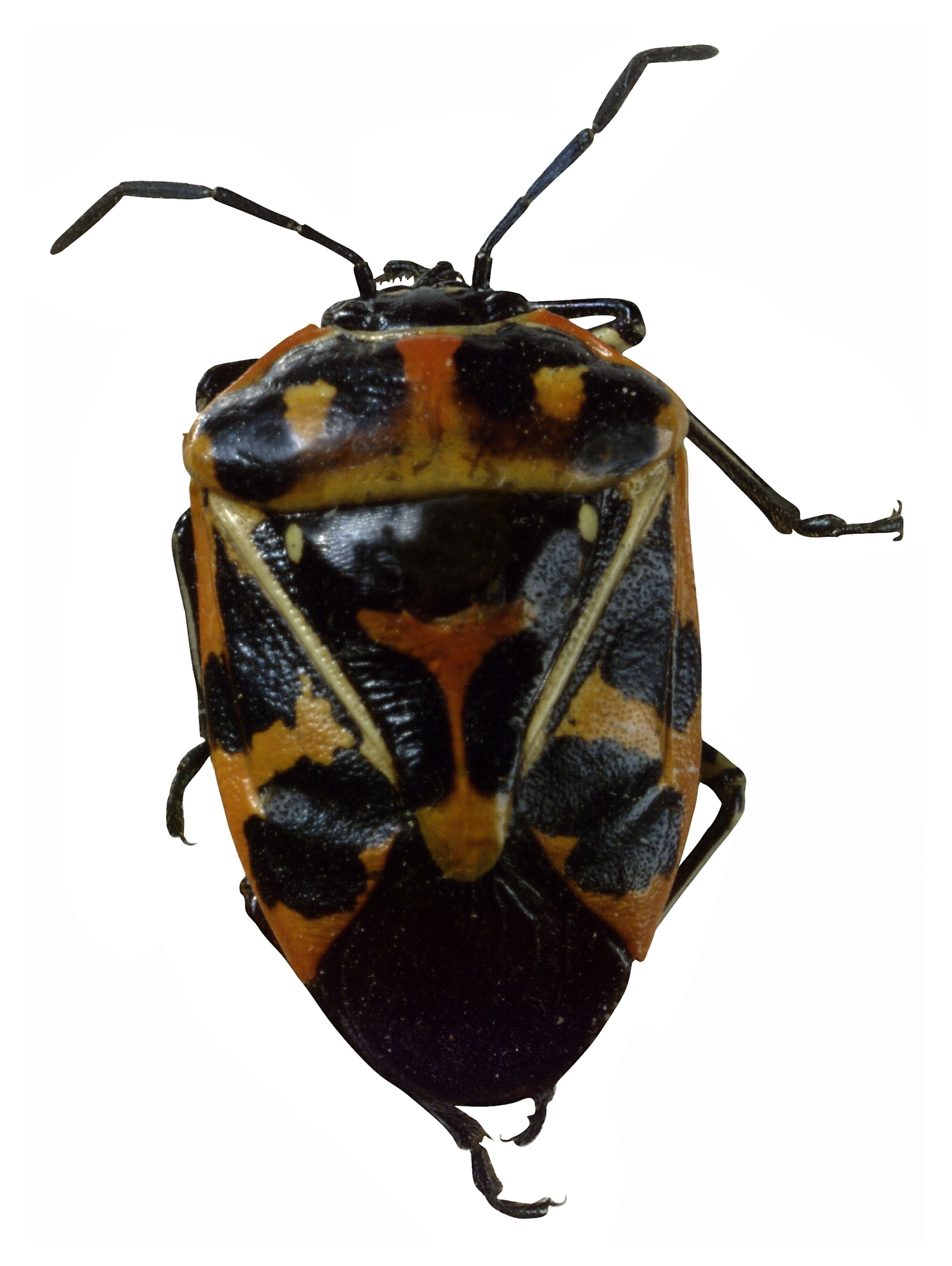 How to Control Harlequin Cabbage Bugs