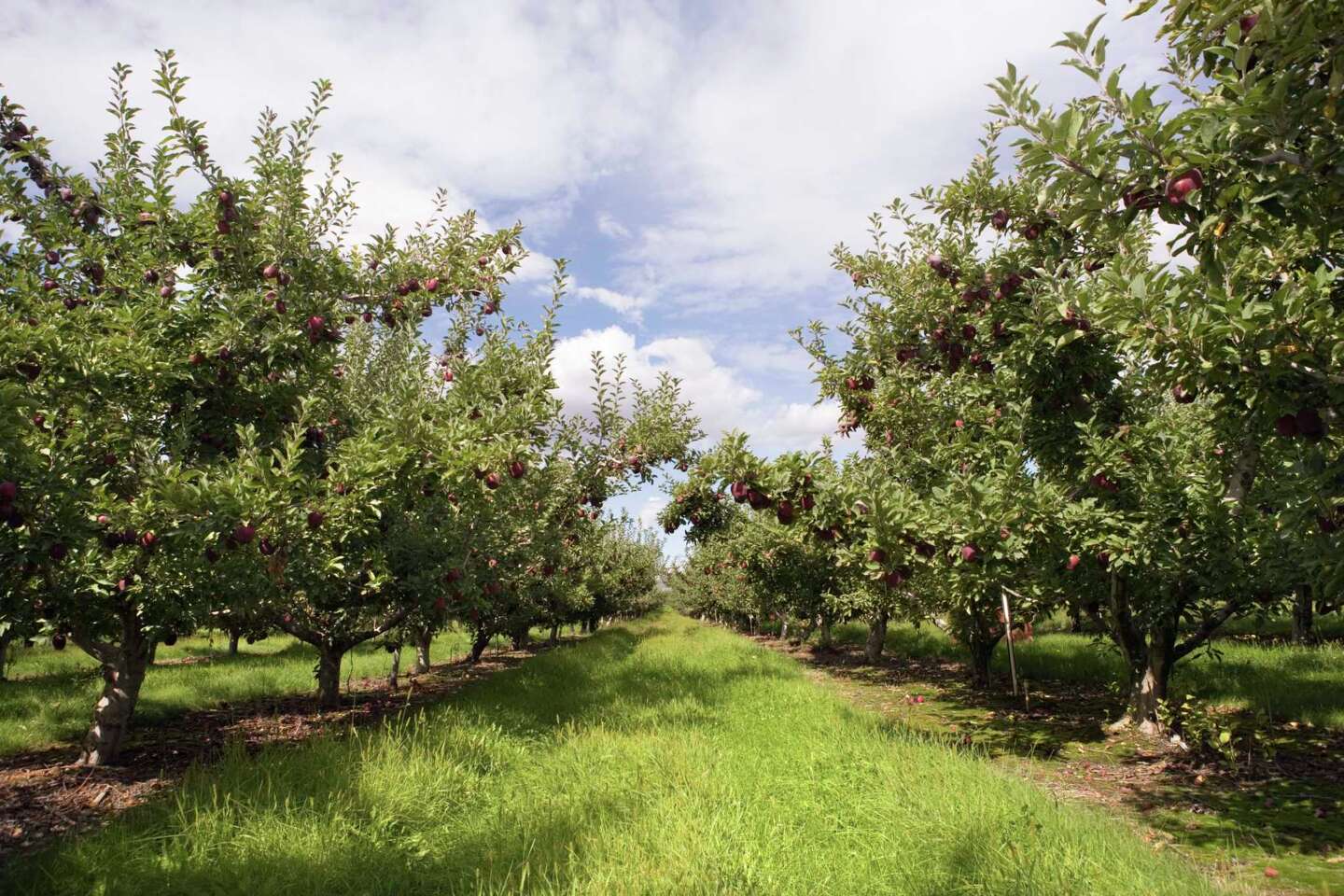 The Size of an Apple Tree and the Rate of Growth