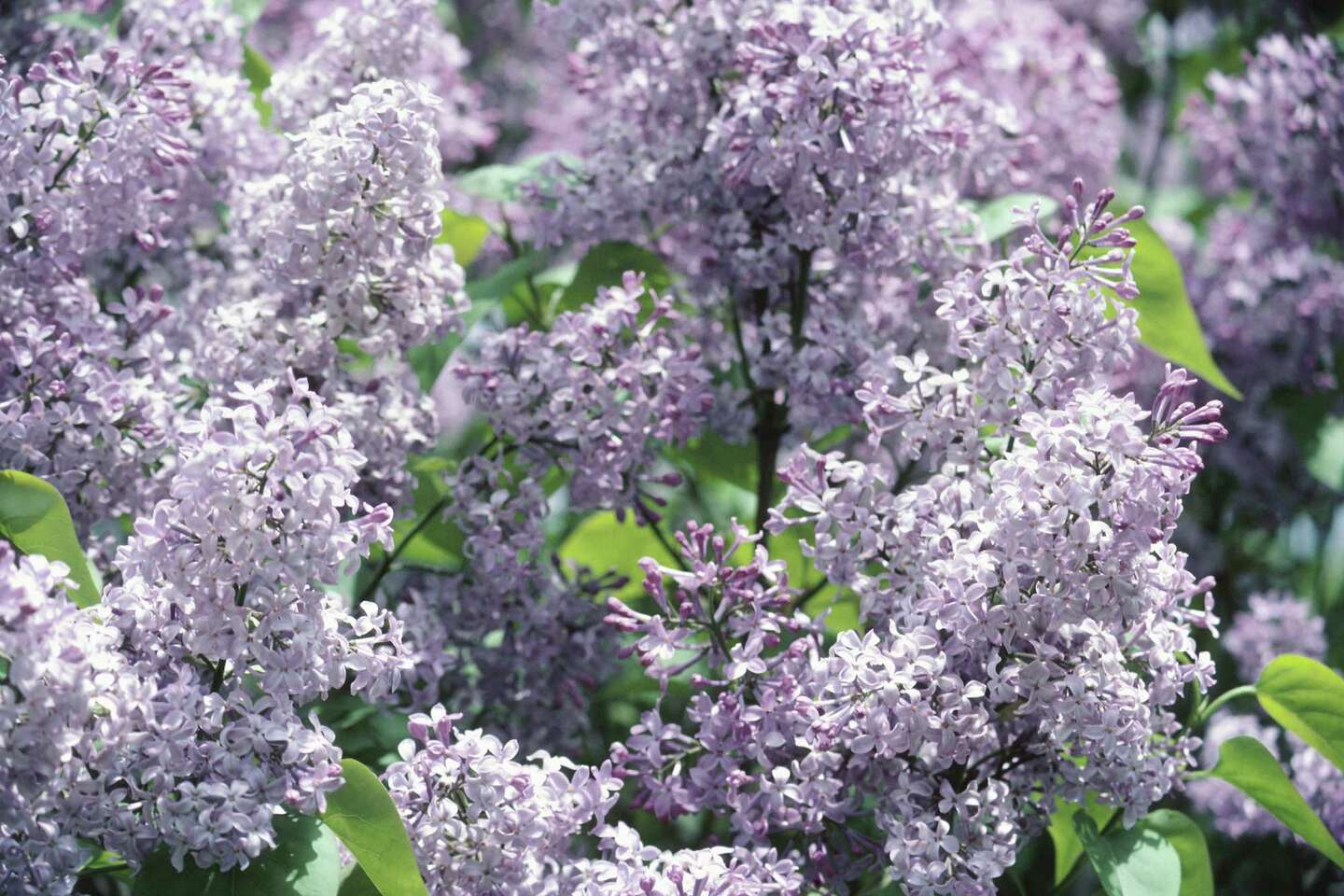How Far Apart to Space Lilac Plants for a Hedge
