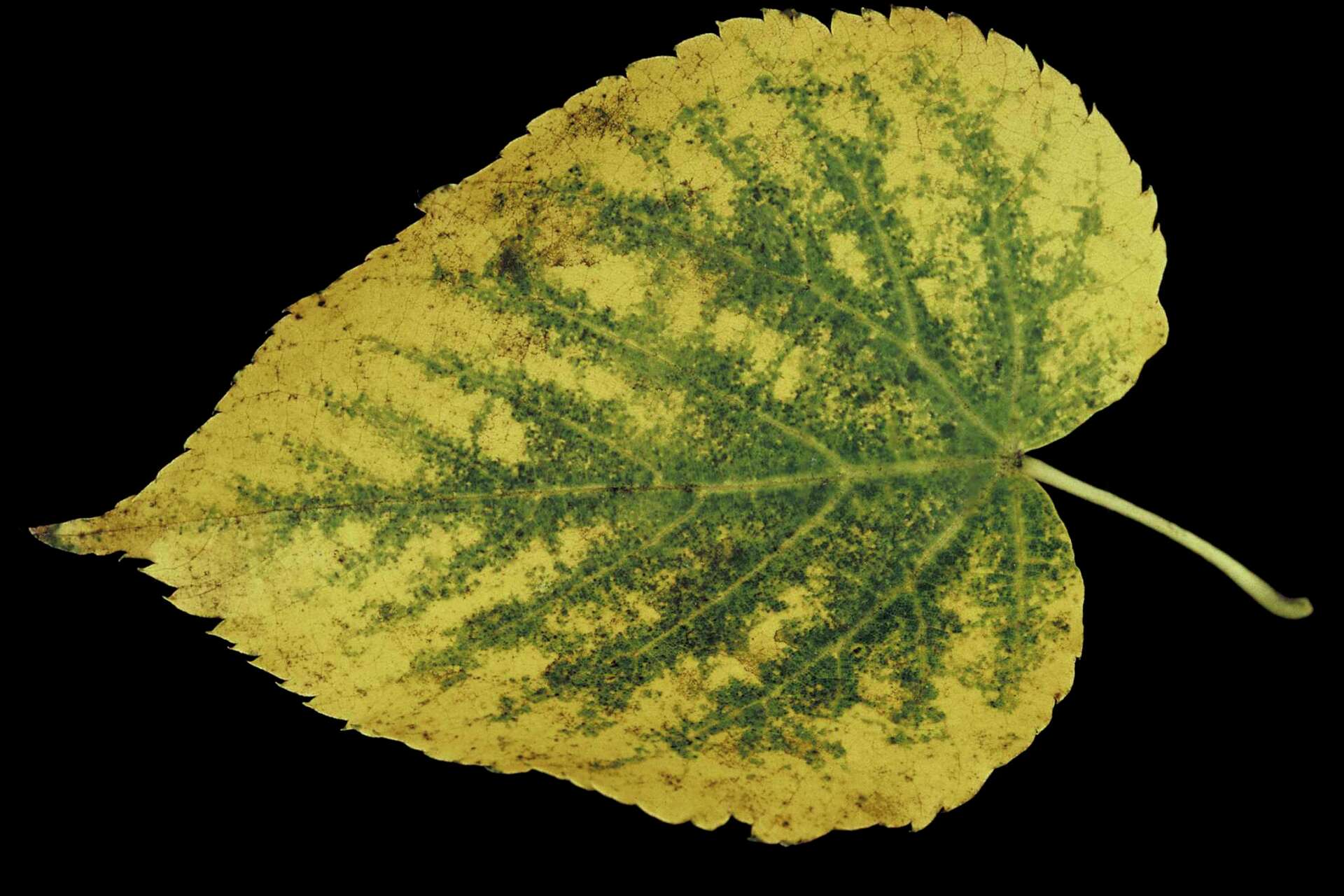 What Is a Lindenwood Tree?