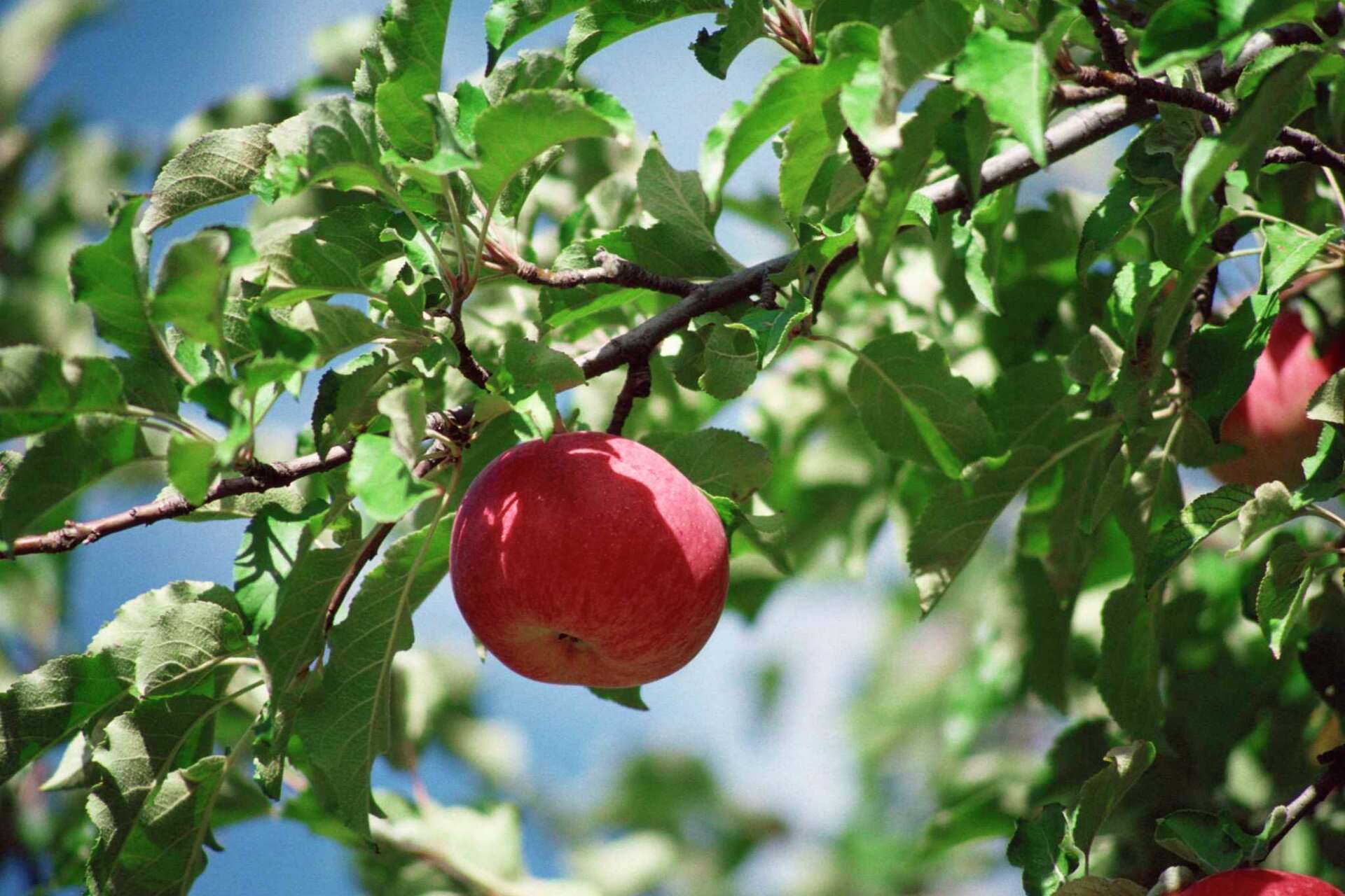 What Kind of Apple Tree Holds the Fruit the Longest?