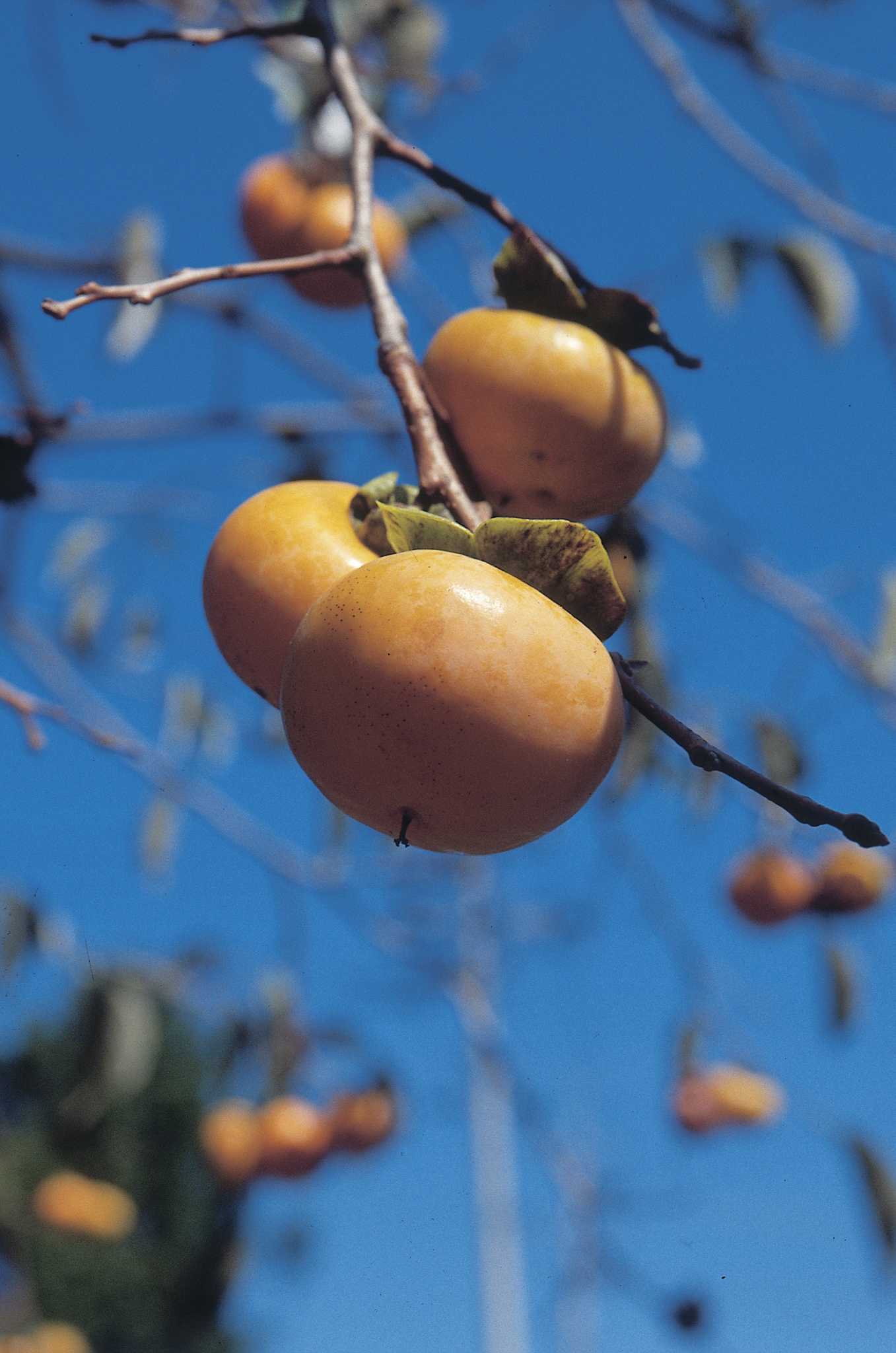 The Best Pest-Resistant Fruit Trees