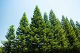 Pine Trees for Warm Climates