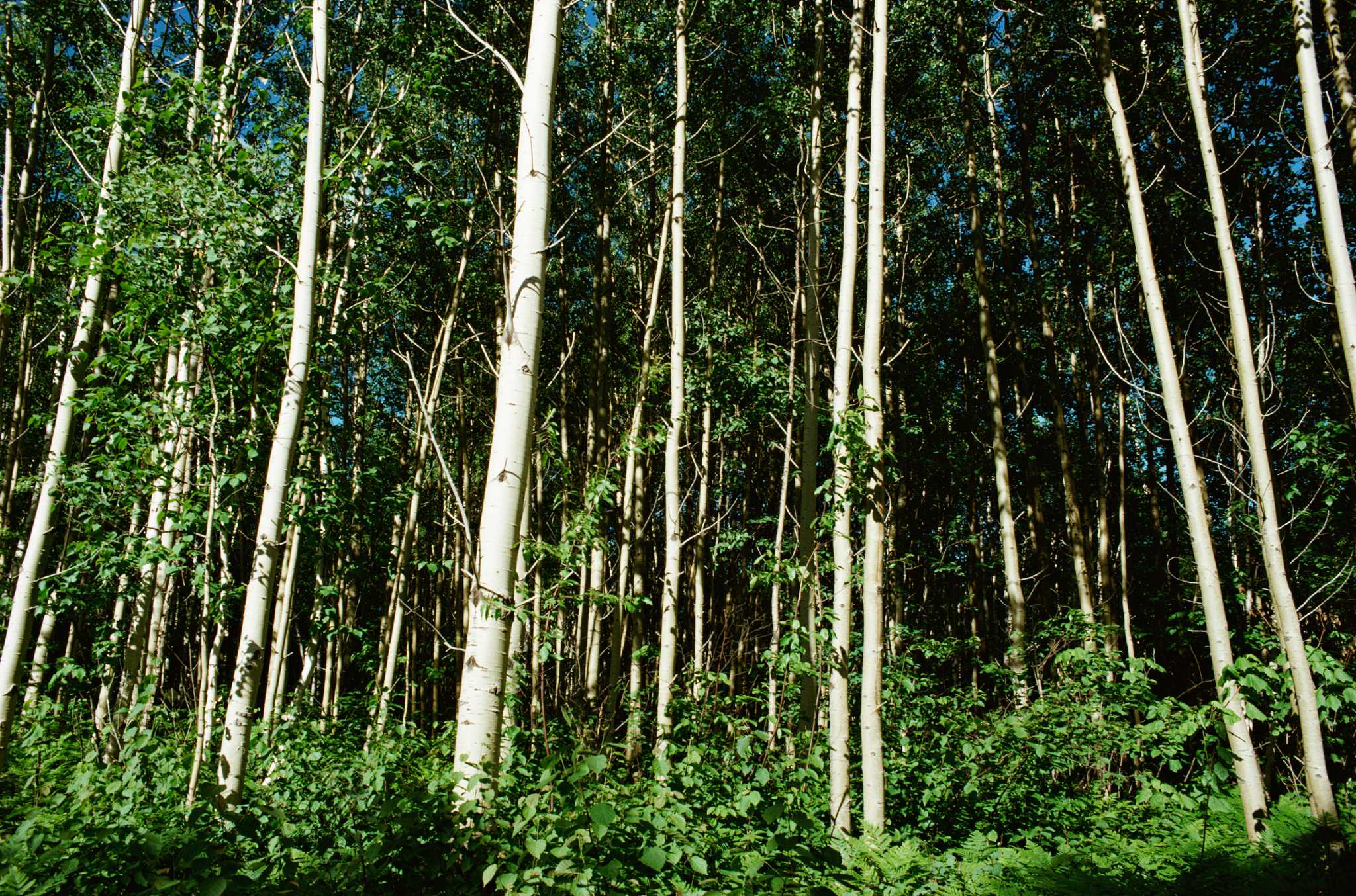 How to Control a Poplar Tree