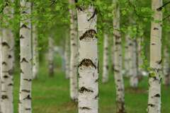 How to Shape Multi-Trunk Birch Trees