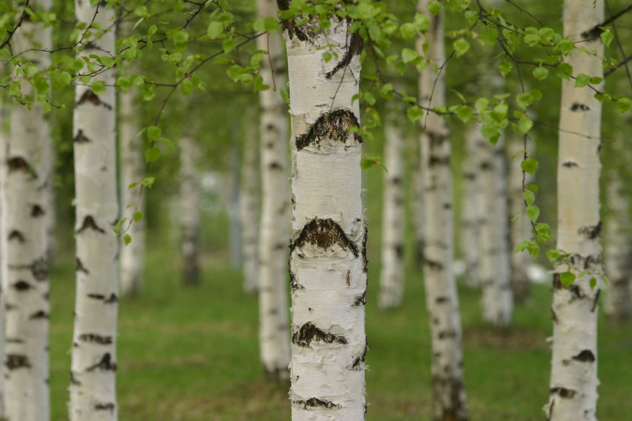 How to Control Rust on a Birch