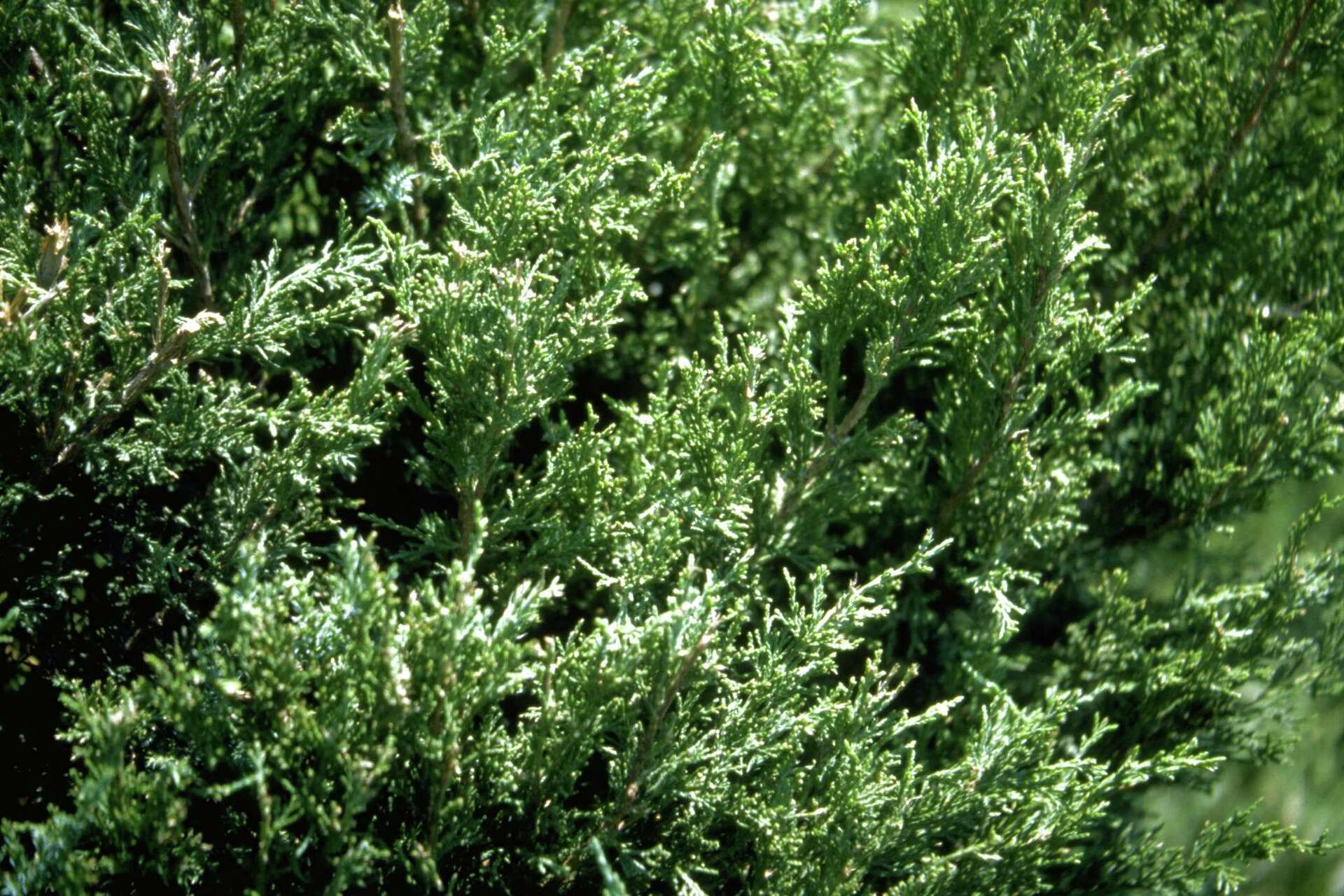 White Spots on an Evergreen Bush