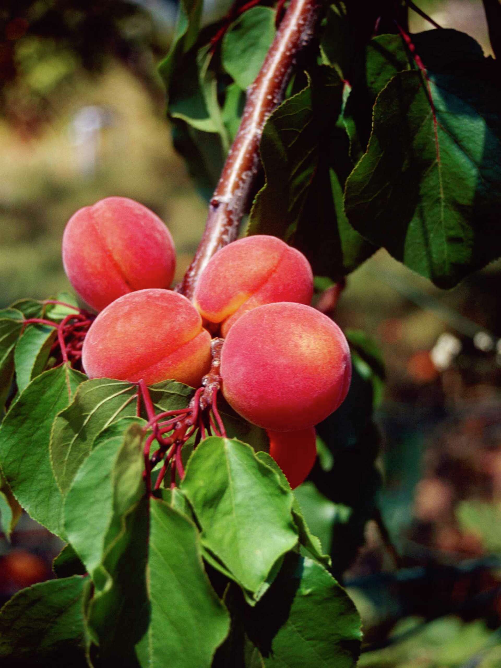 How to Get Rid of the Sap Coming From a Peach Tree