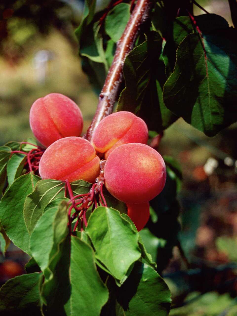 How to Get Rid of the Sap Coming From a Peach Tree