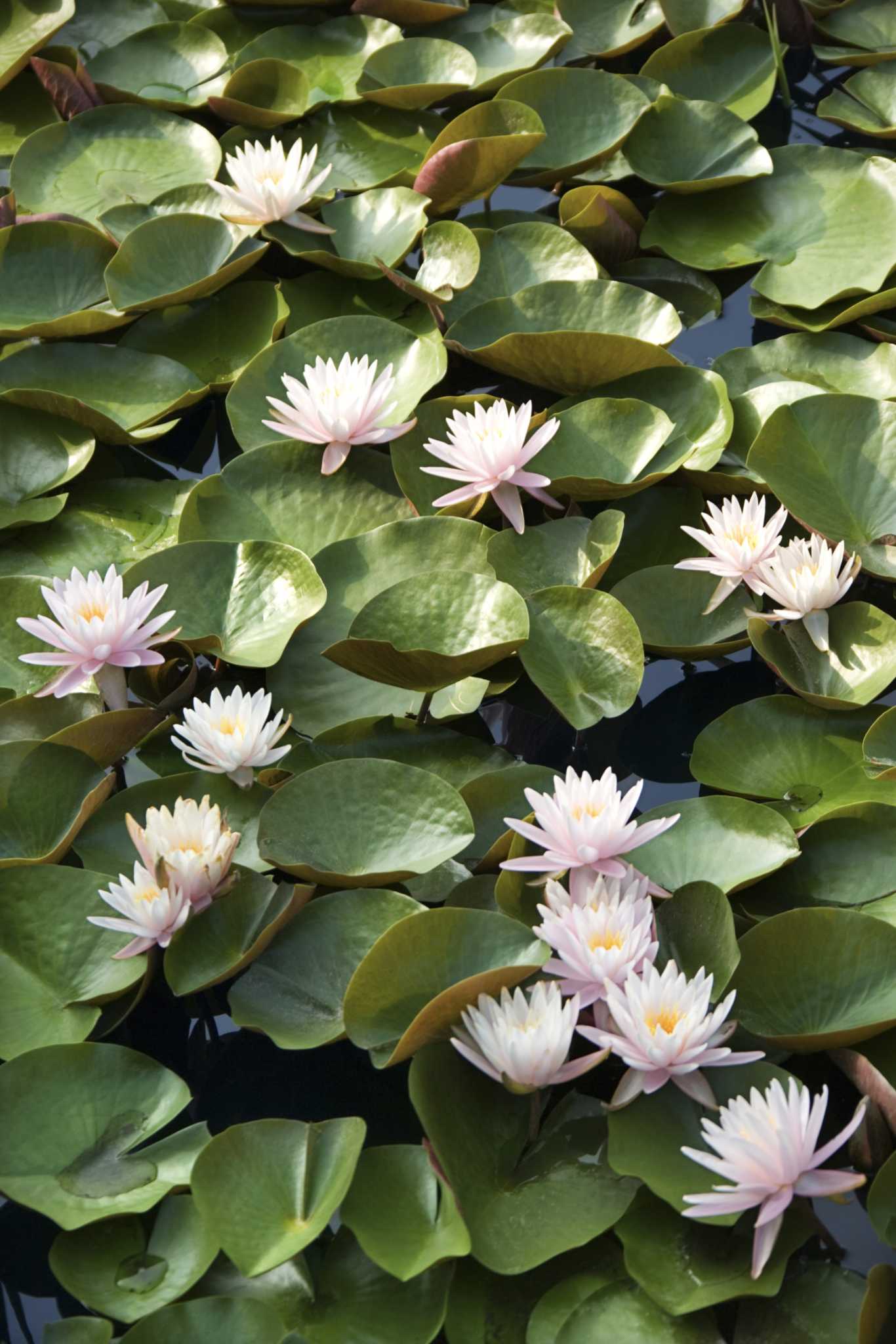 How to Grow Nymphaea