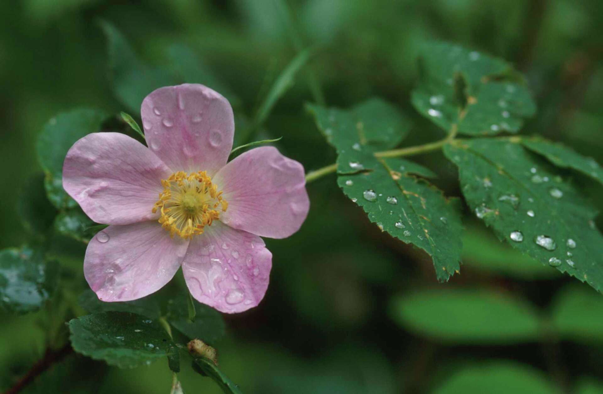 Differences Between Roses & Wild Rose Bushes