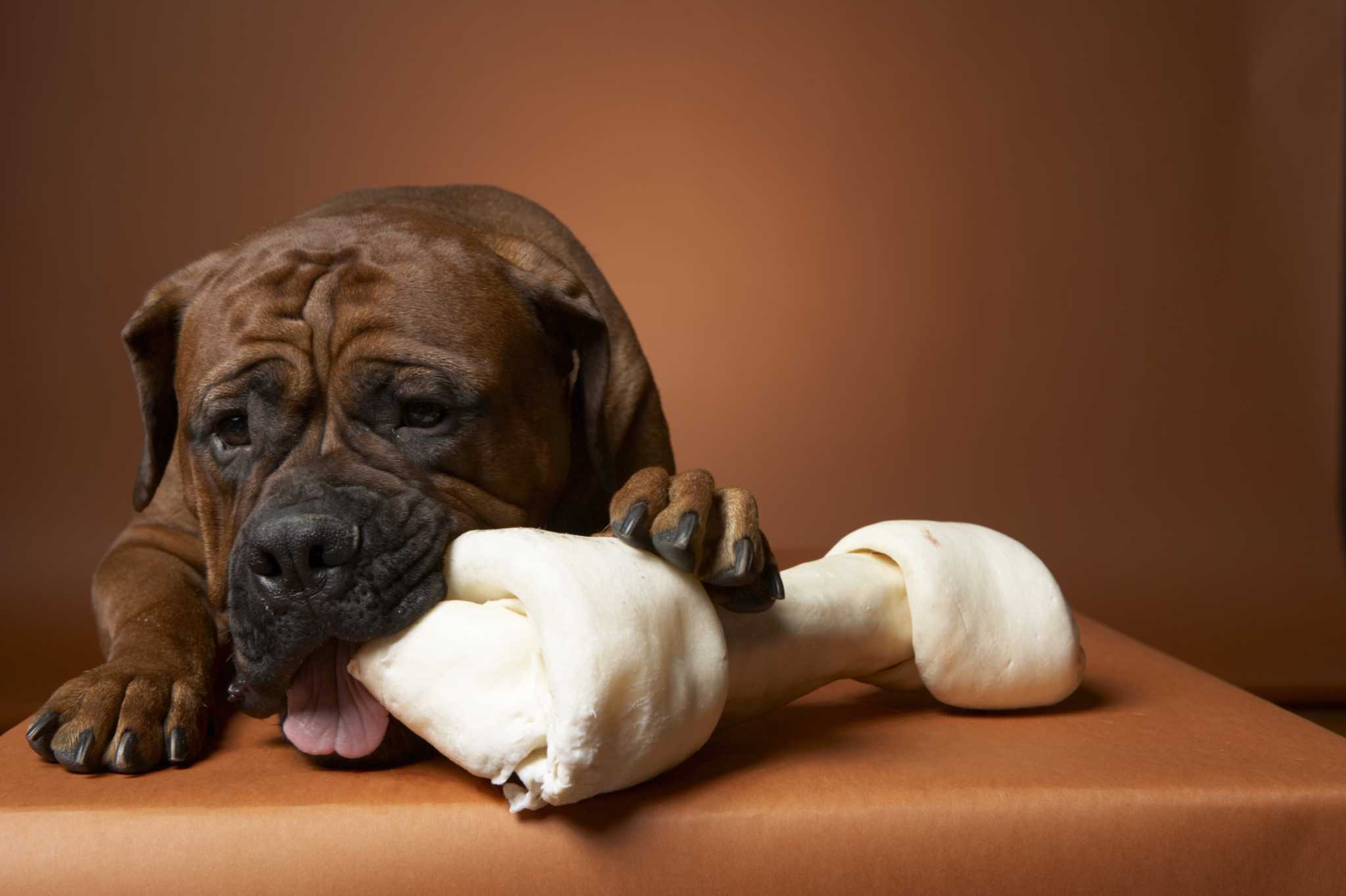 Repairing a Wall After a Dog Chewing
