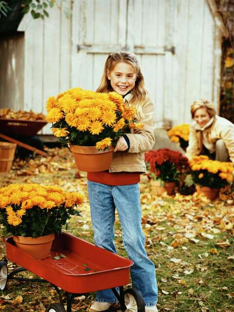 How to Prune Mums