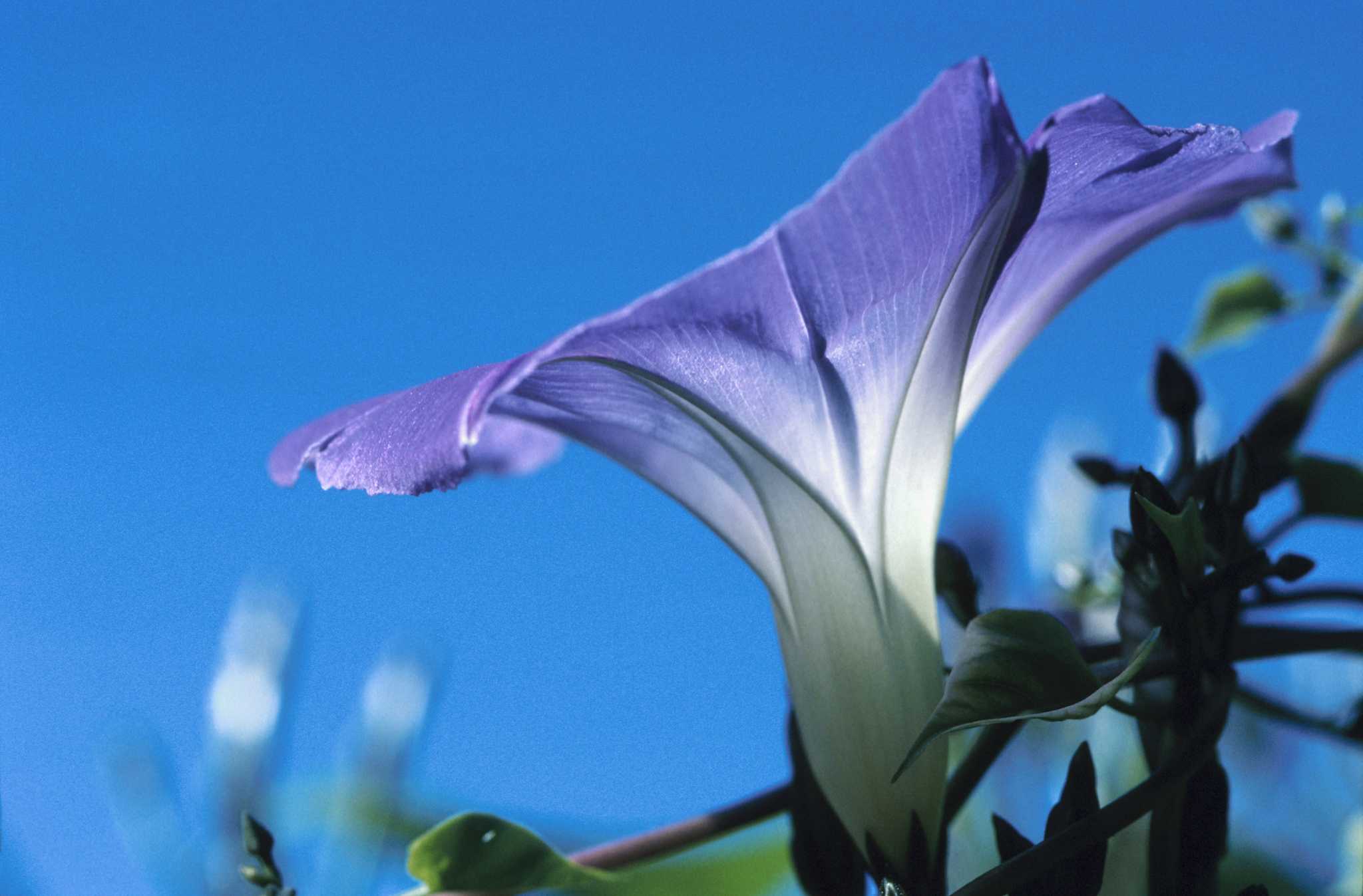 How to Grow Blue Enchantment Convolvulus