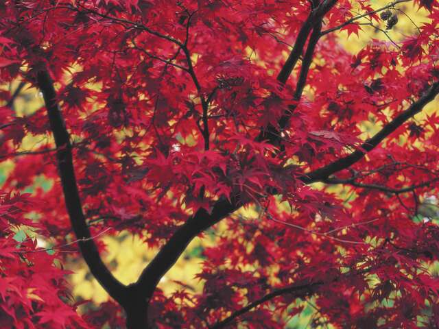 Blight in Blazing Maple Trees