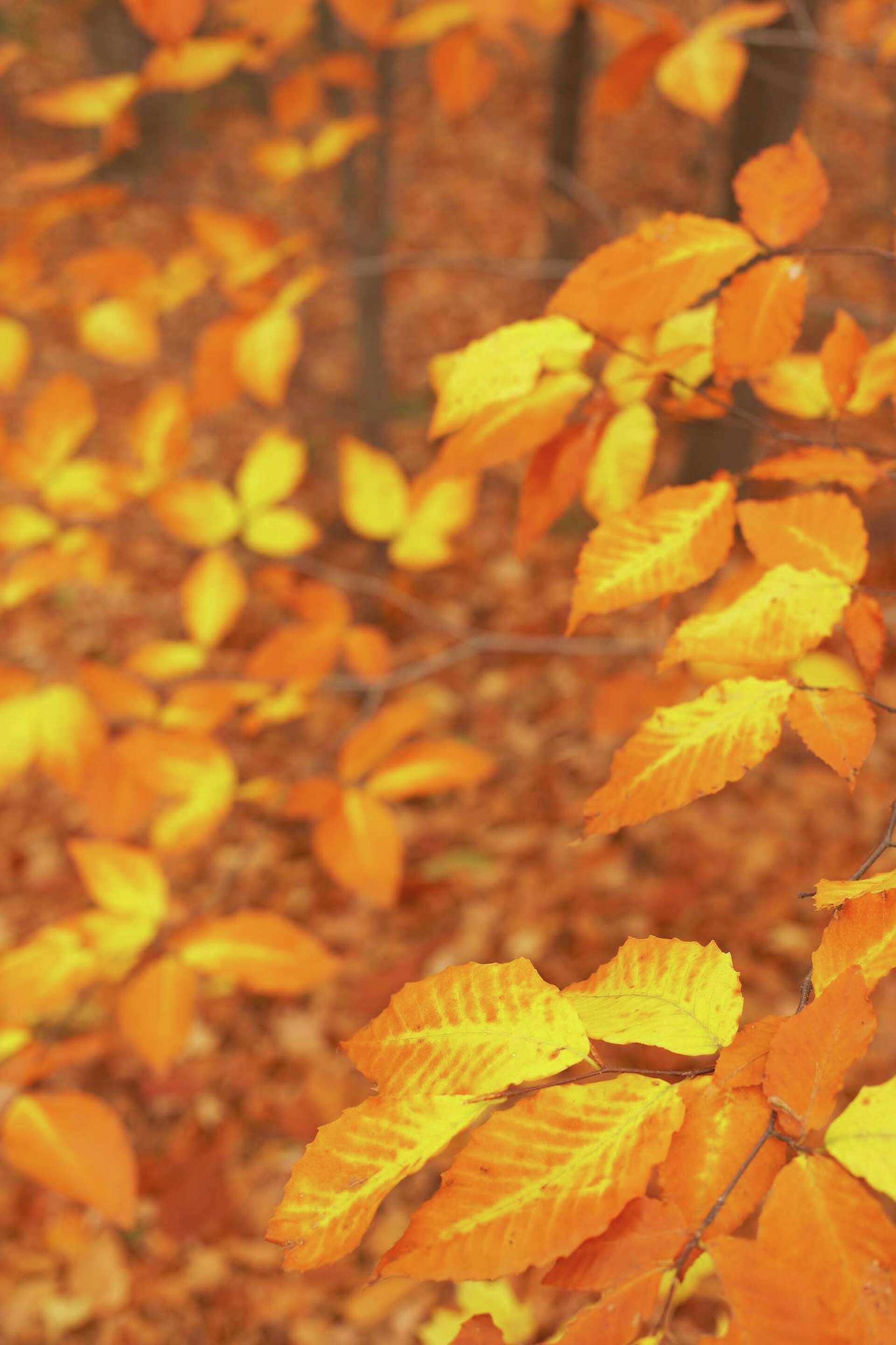 Facts About Copper Beech Trees