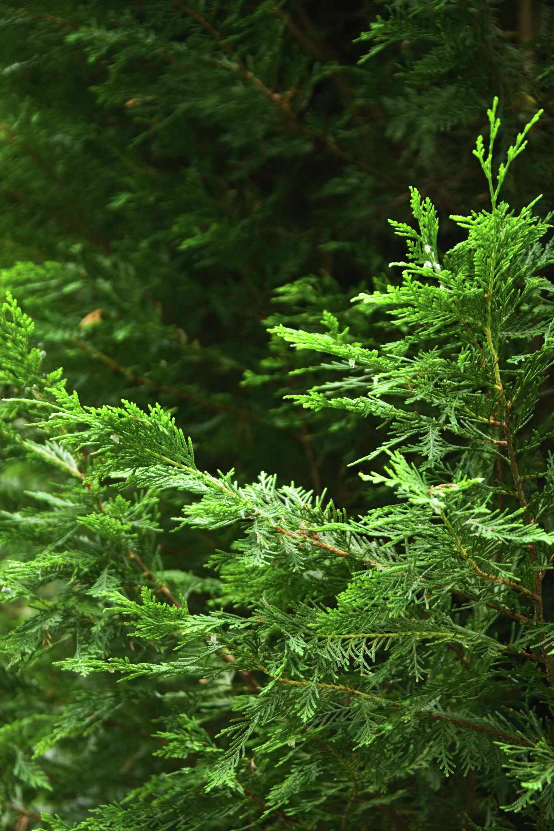 How to Fix a Thuja Green Giant Tree If It Breaks