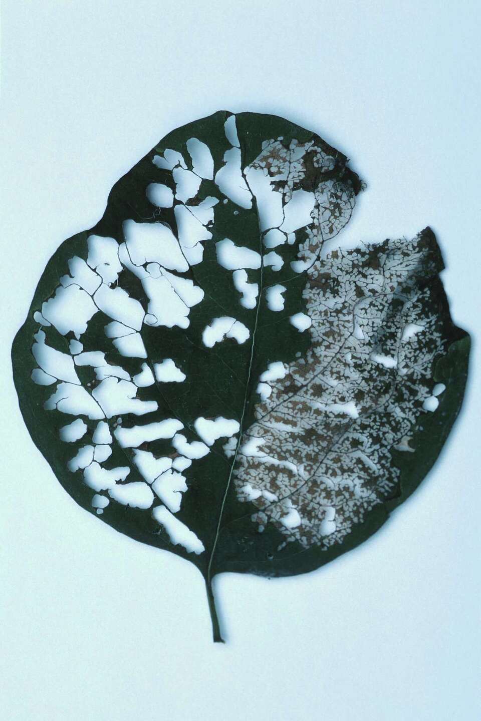 About the Coreopsis Beetle