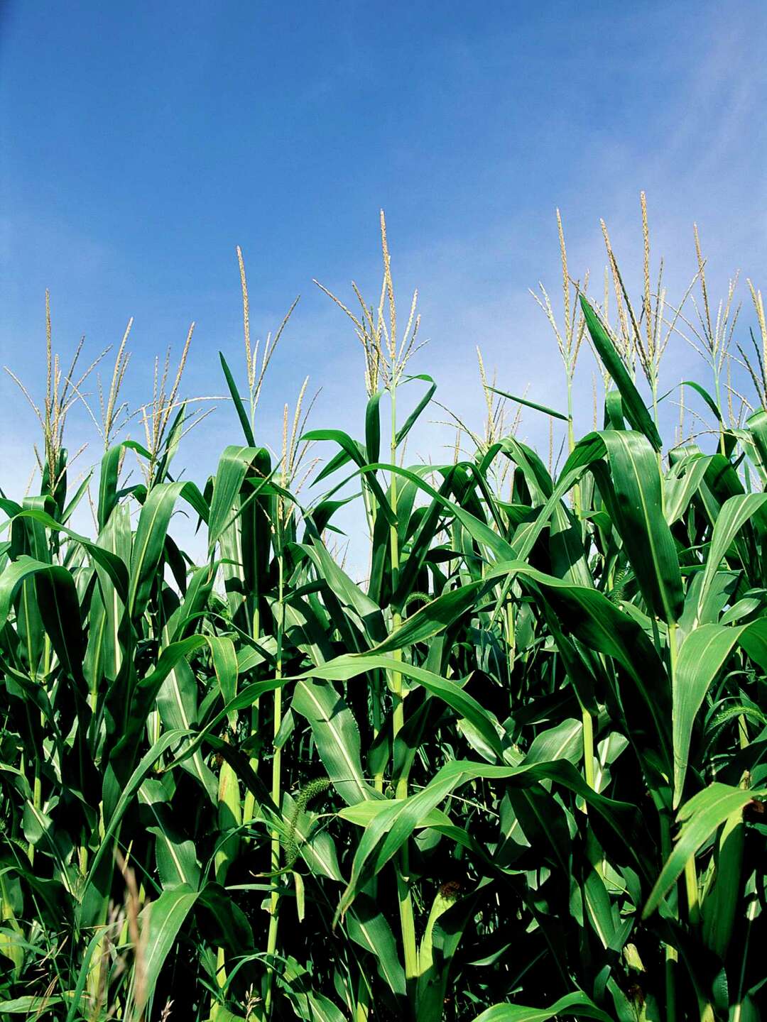 Can Field Corn-Pollinate With Sweet Corn?