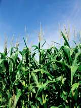 How to Plant White Corn