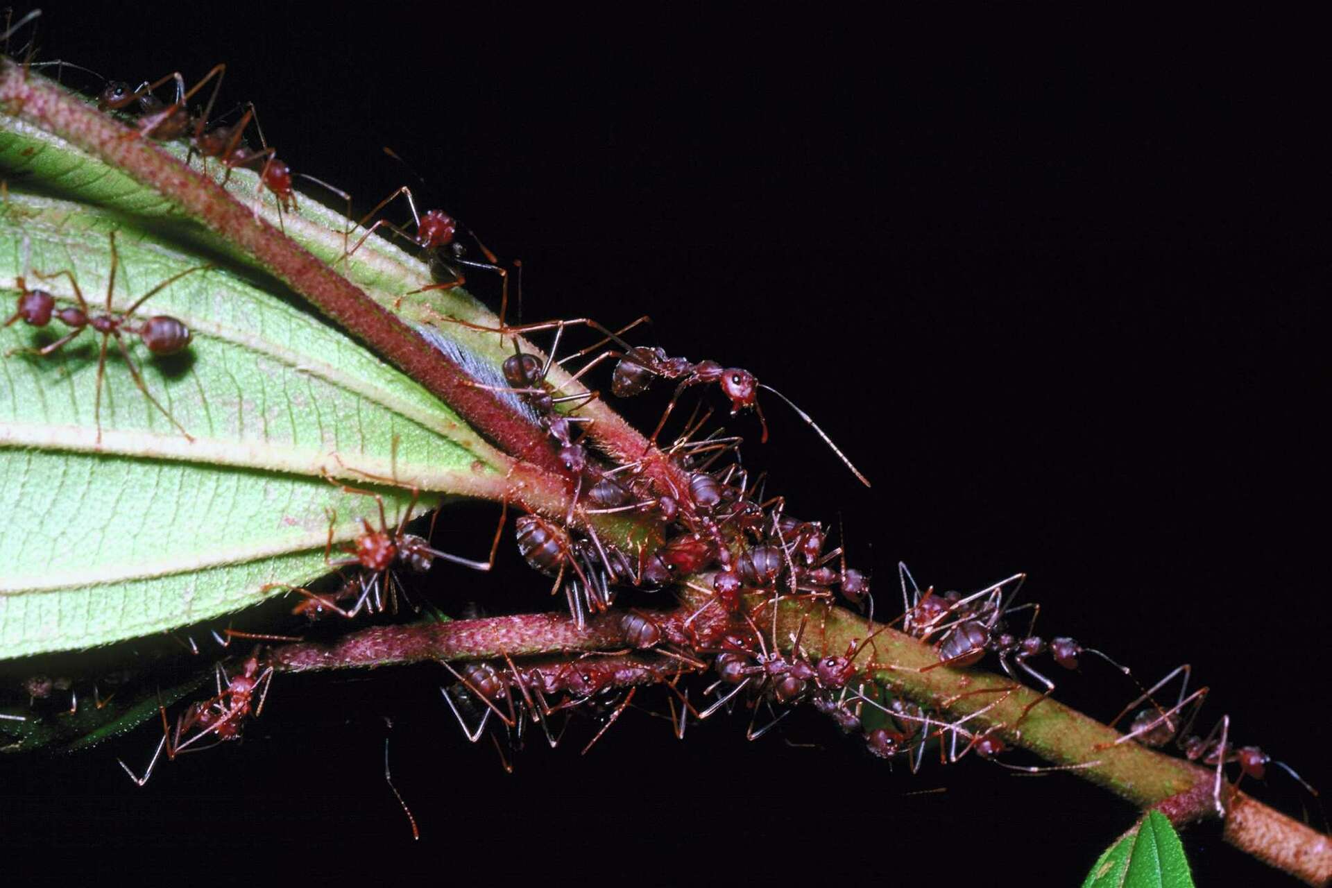 How to Maintain a Dwarf Key Lime Tree From Bugs