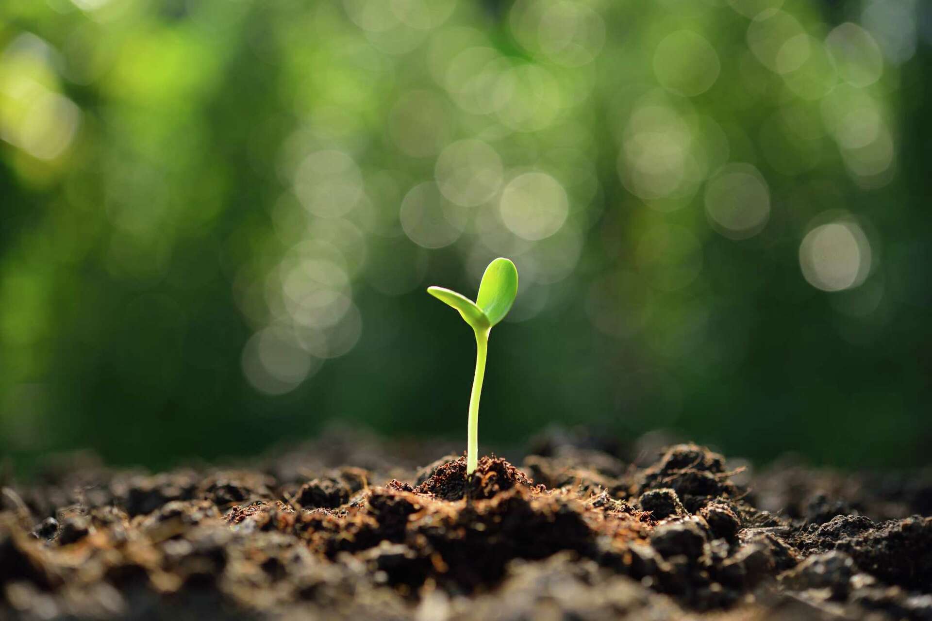 How to Correct High Phosphorus Levels in Soil