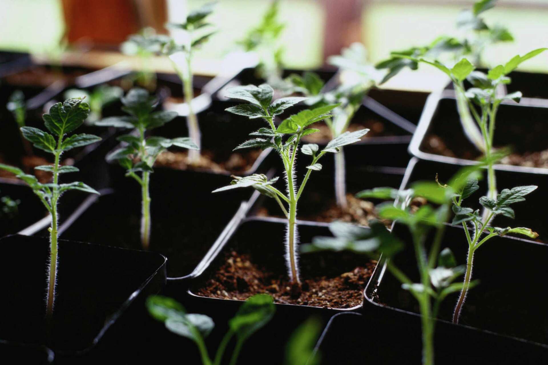 What Does It Mean for a Plant to Self-Pollinate?