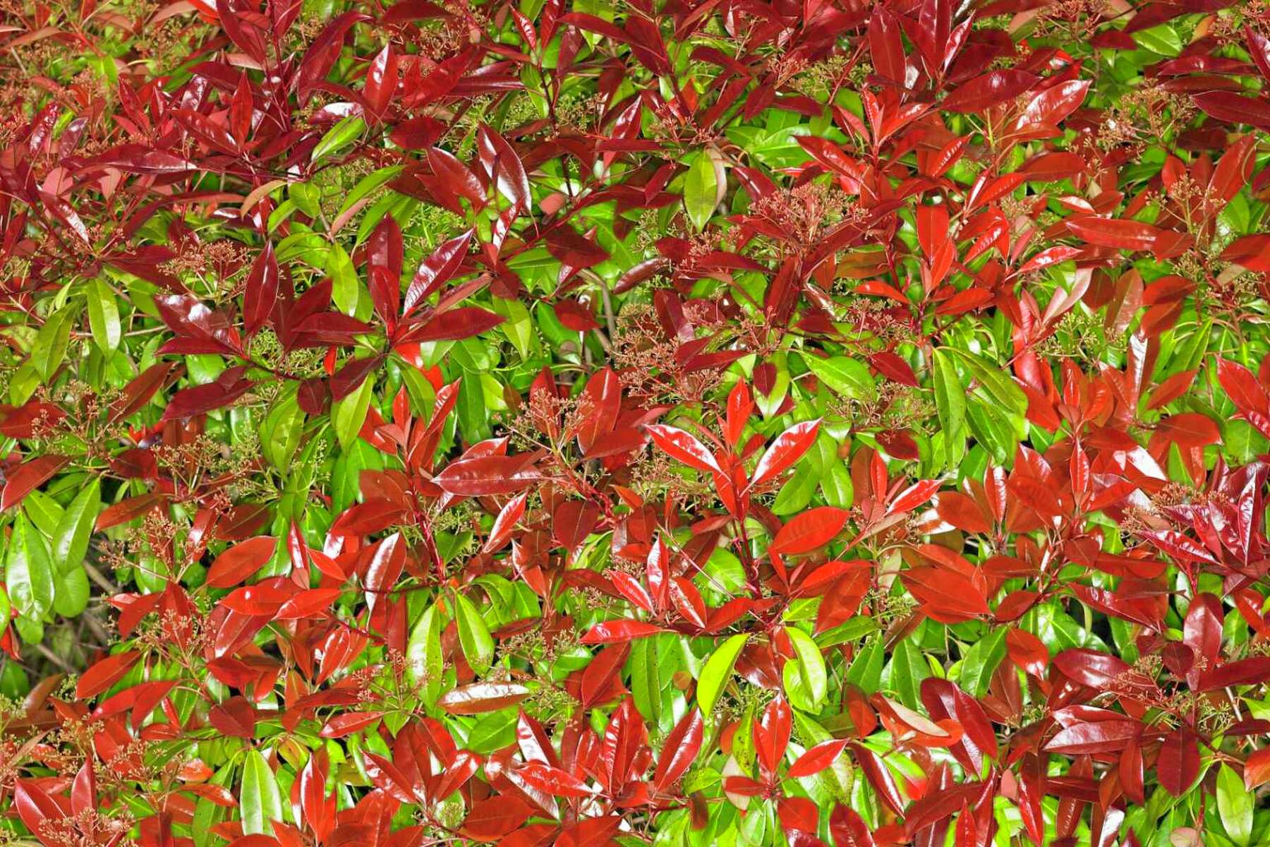 Sick Red Robin Photinia Plants