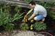 How to Plant a Yarrow Lawn