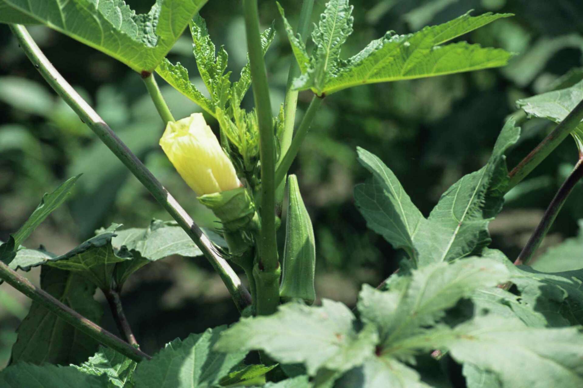 how to cook overgrown okra