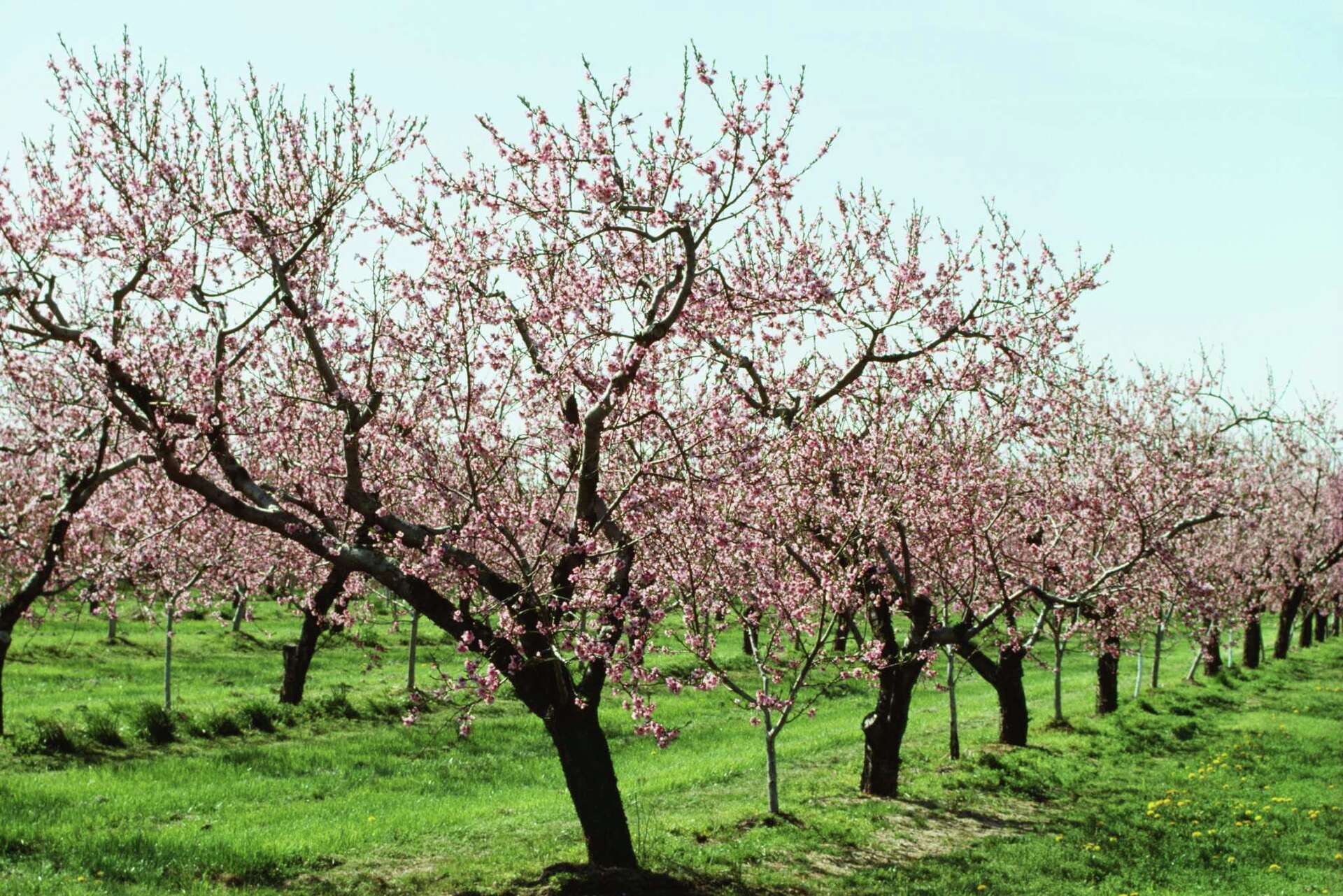 What Is the Correct Way to Prune Peach Trees to Get Them to Produce Fruit?
