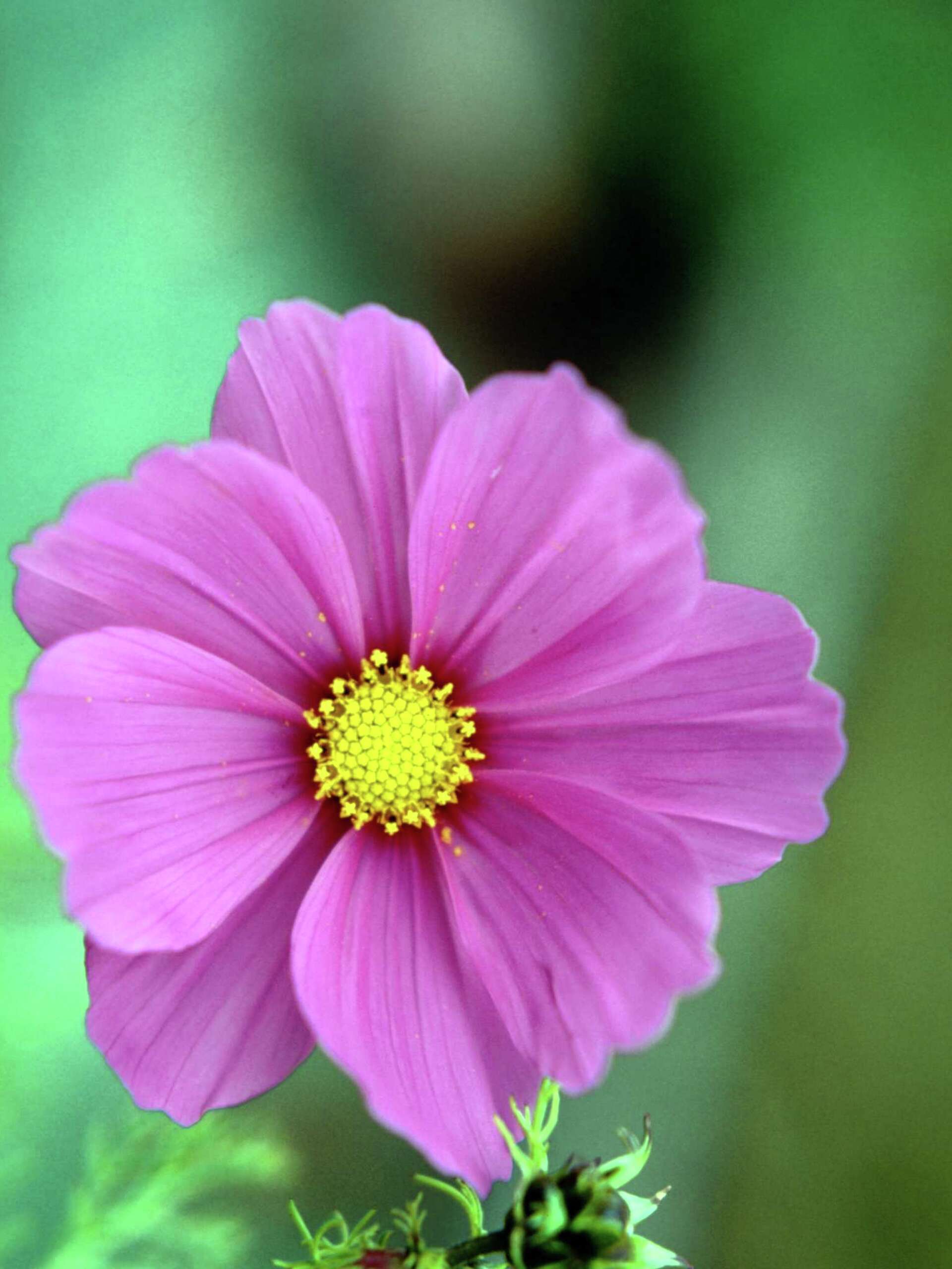 The Difference Between Daisies and Cosmos