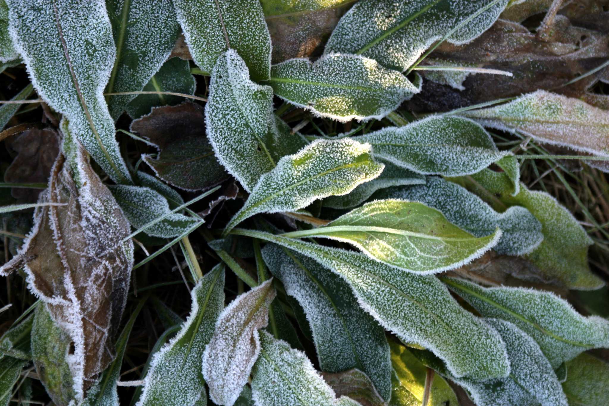 Covering Frost-Sensitive Plants With Cardboard Boxes