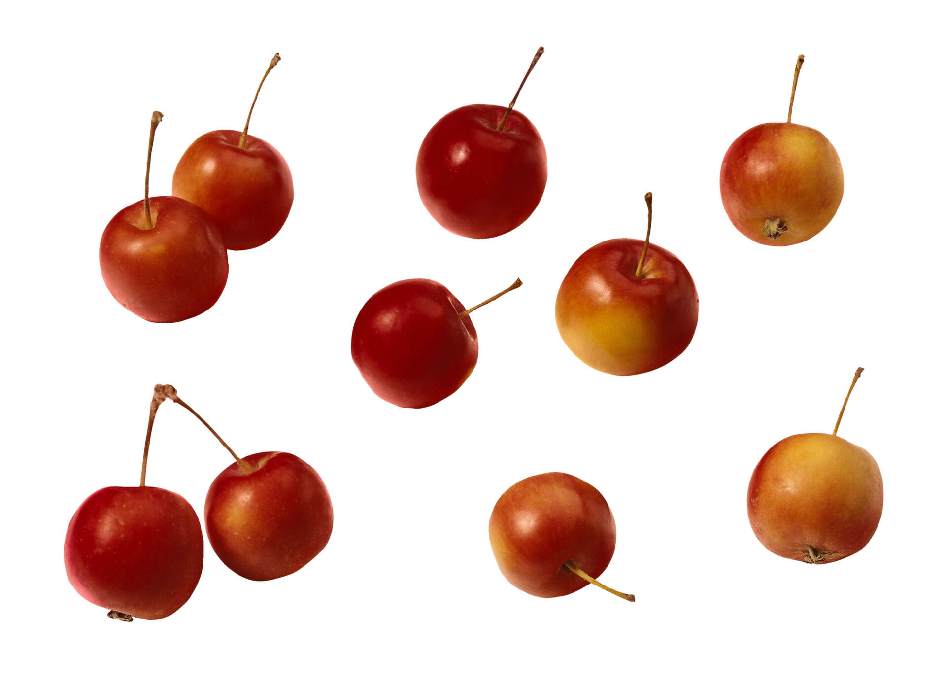 Firebird Dwarf Crabapple Trees