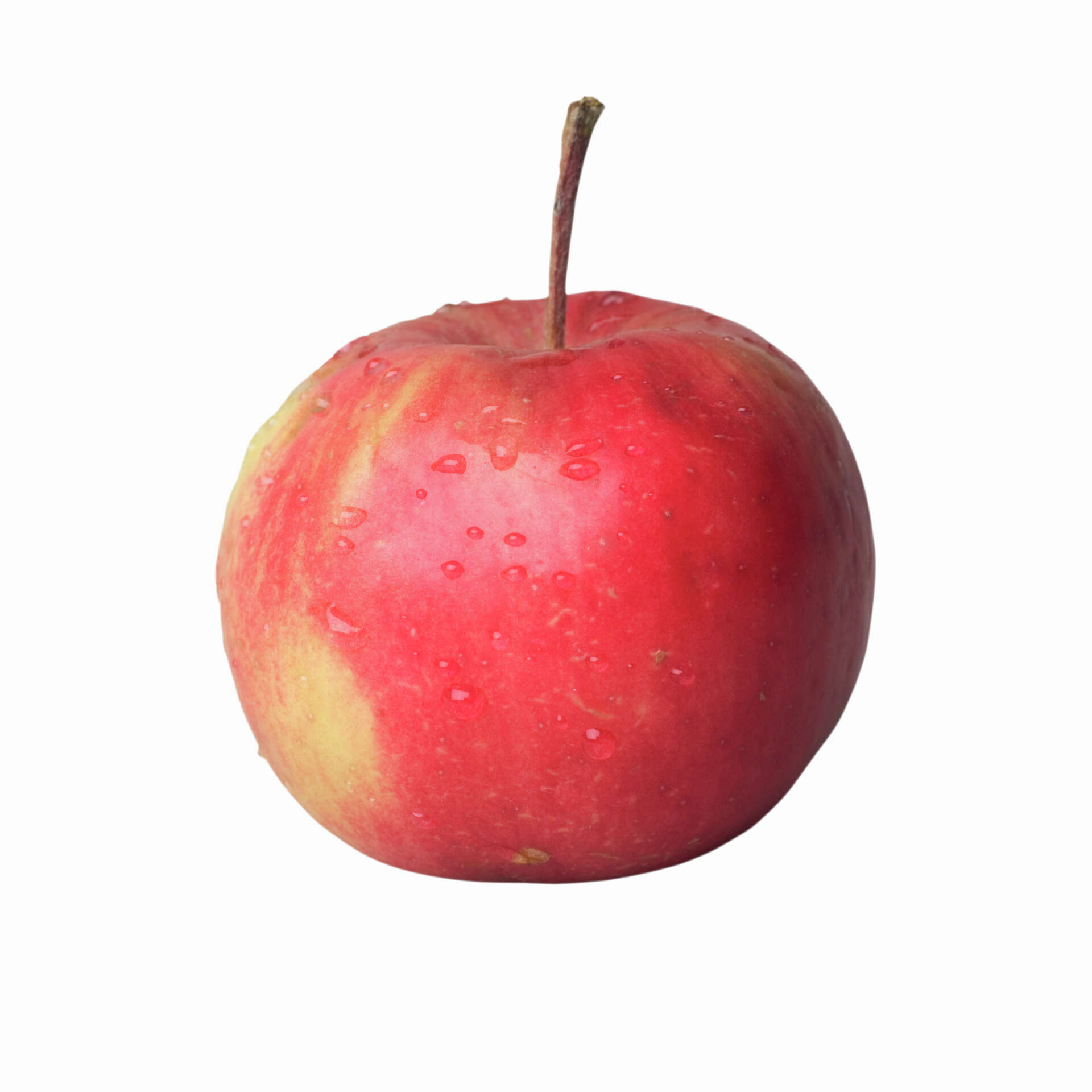 Root Size of a Mature Crabapple