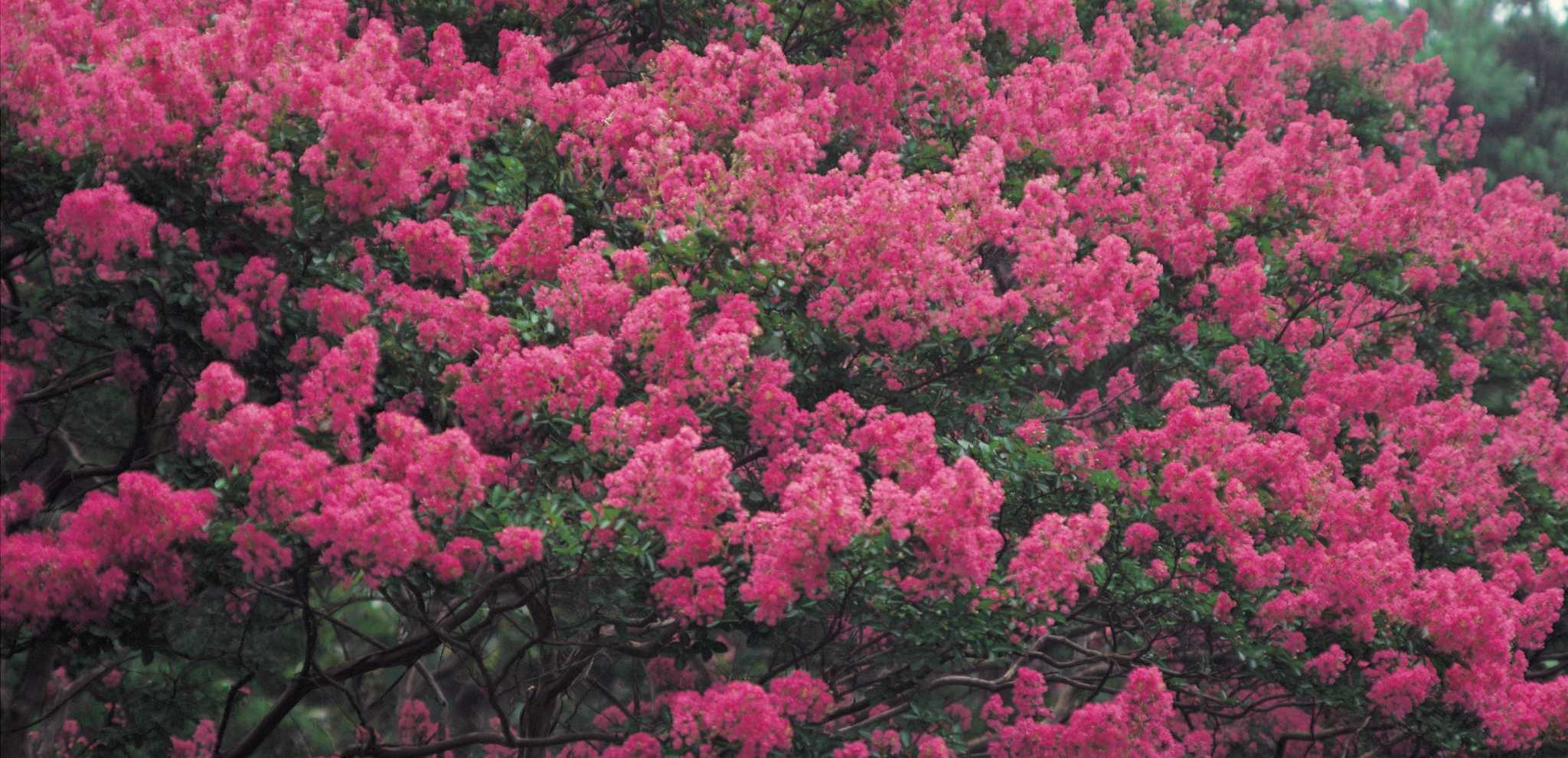 Crape Myrtle Characteristics
