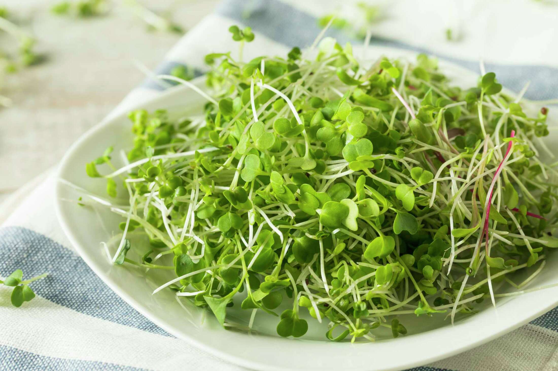 What Are the Health Benefits of Alfalfa Sprouts?