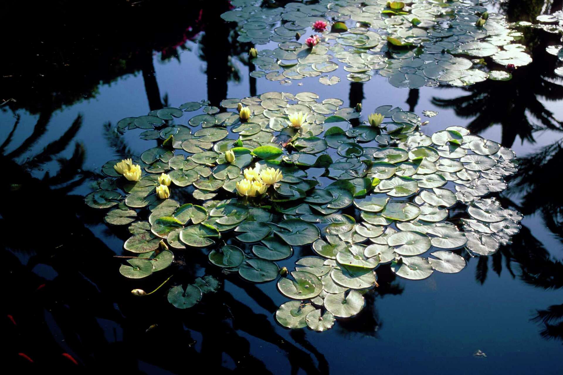 How to Create a Backyard Pond With a Hard Shell Pond Tub