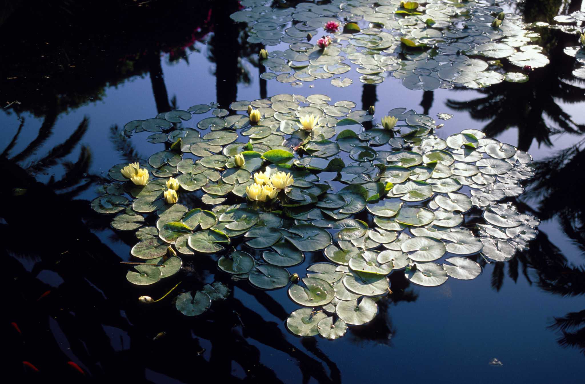 How to Create a Backyard Pond With a Hard Shell Pond Tub