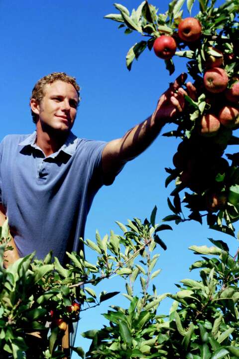 The Sizes of Fruit Trees