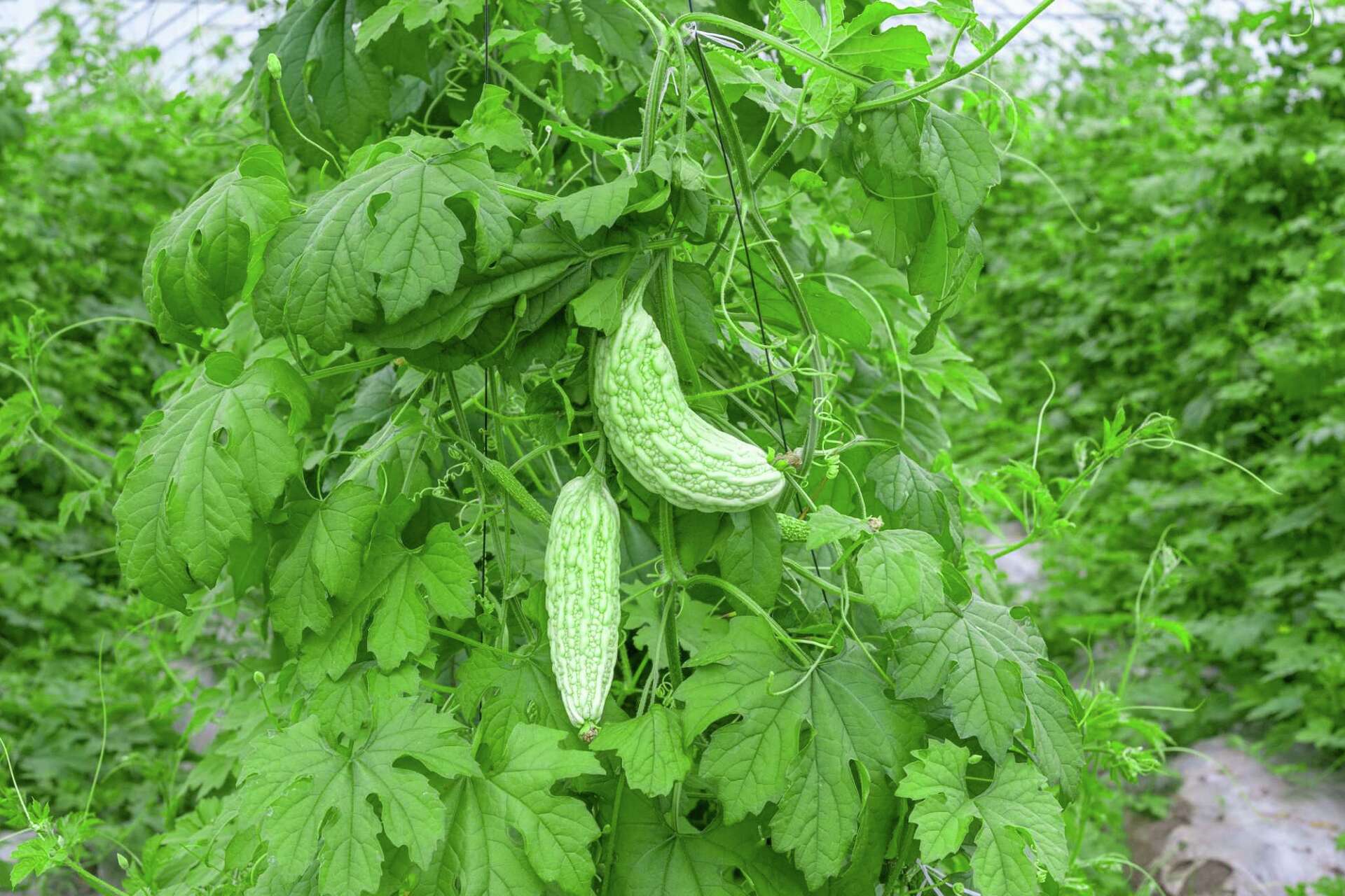 What Are the Health Benefits of Cerassie Tea?