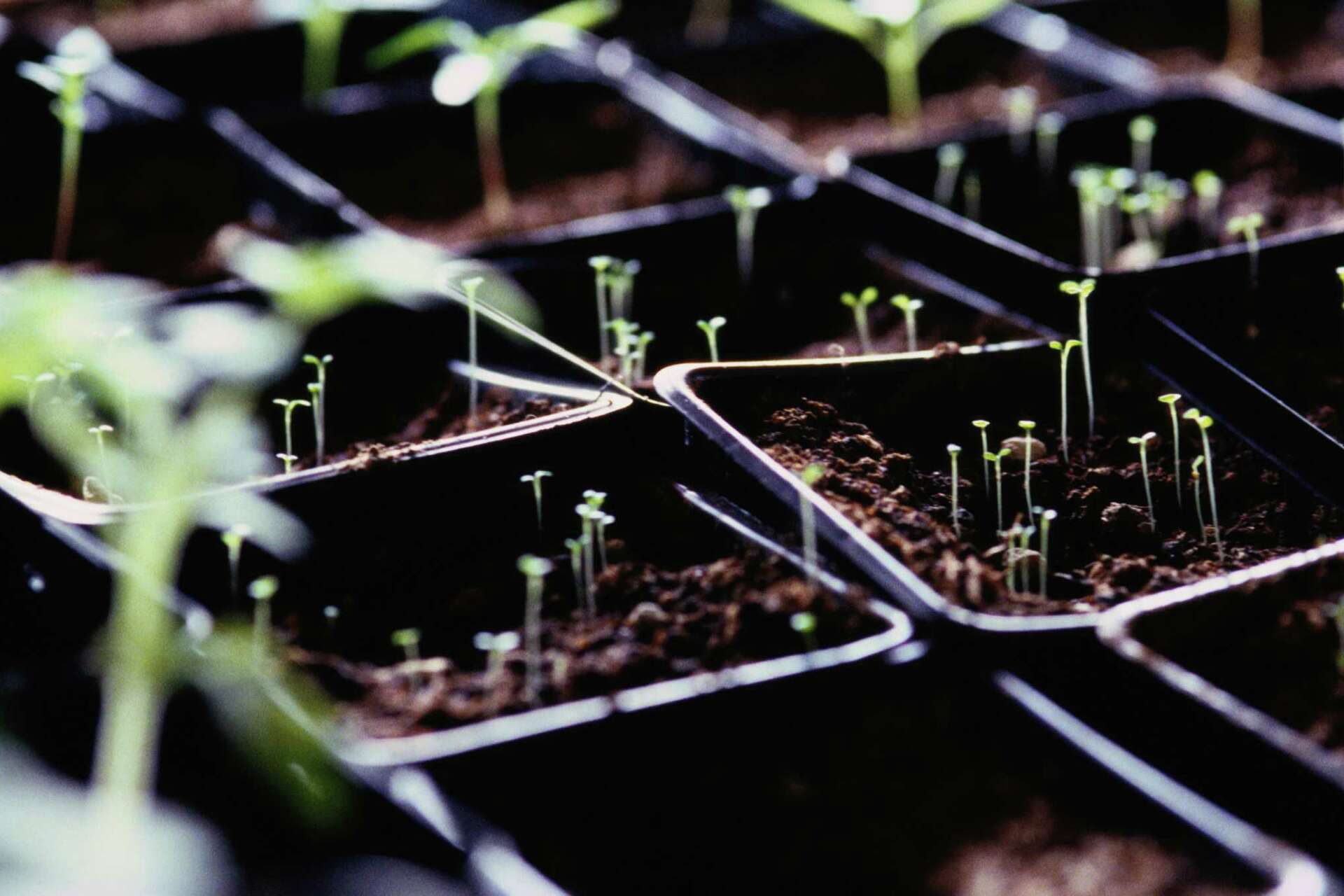 How to Create a Greenhouse Environment for a Plant