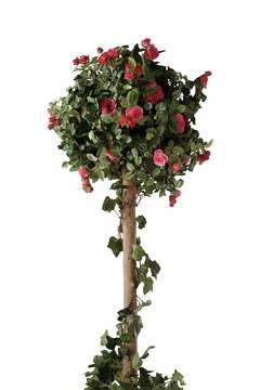 How to Make a Rose Bush Into a Tree