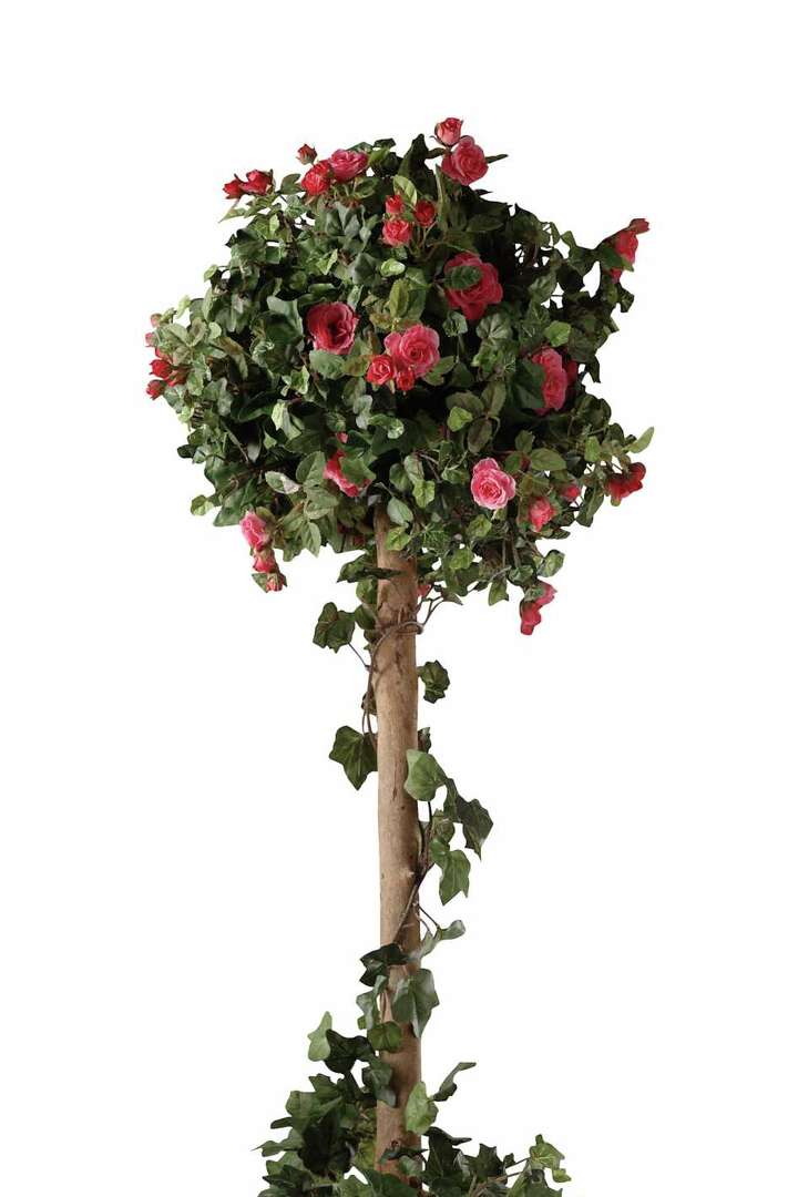 How to Make a Rose Bush Into a Tree