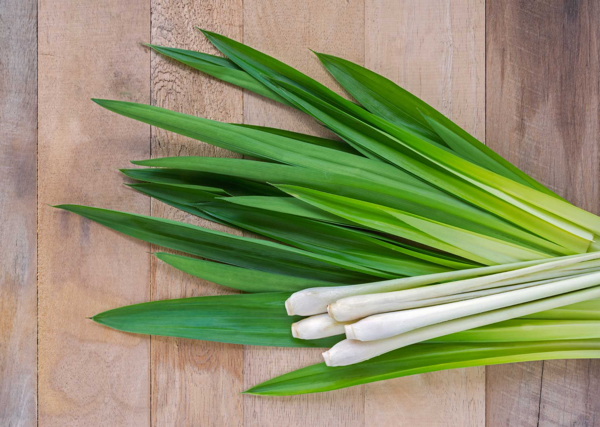 The Health Benefits and Properties of Lemongrass
