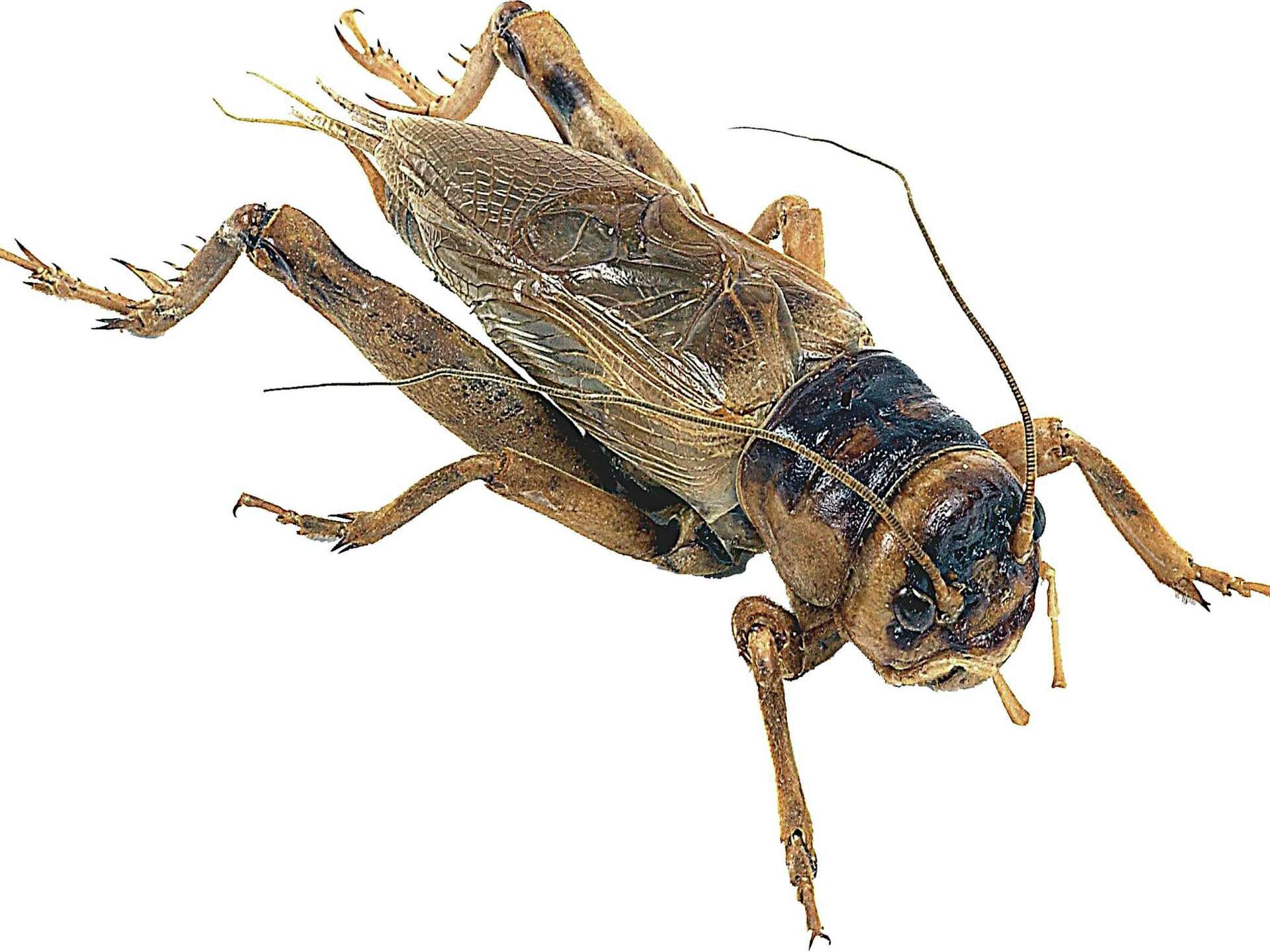 How to Stop Crickets from Entering a Home