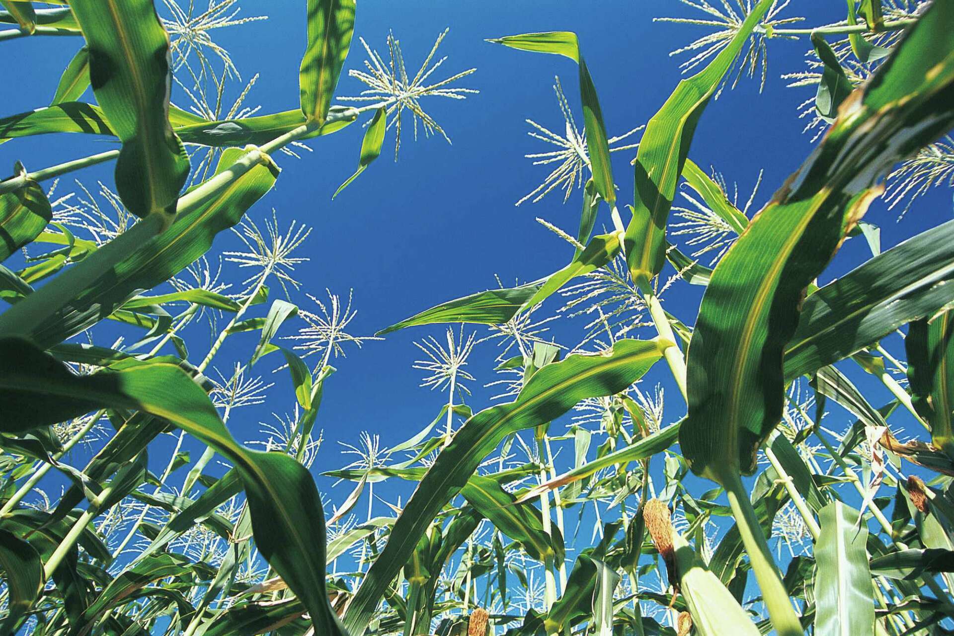 How to Grow Dwarf Corn