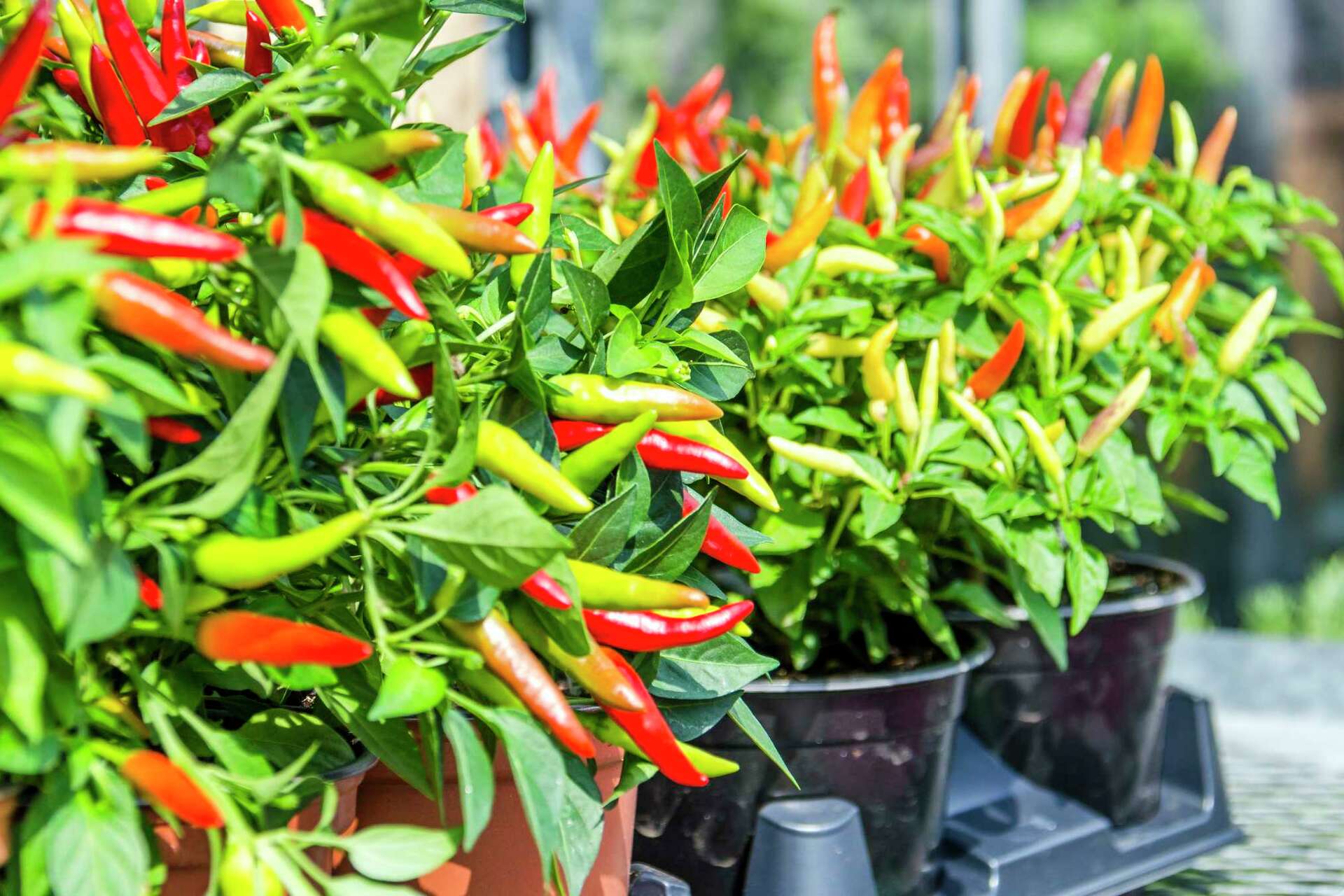 How to Cross Breed a Pepper