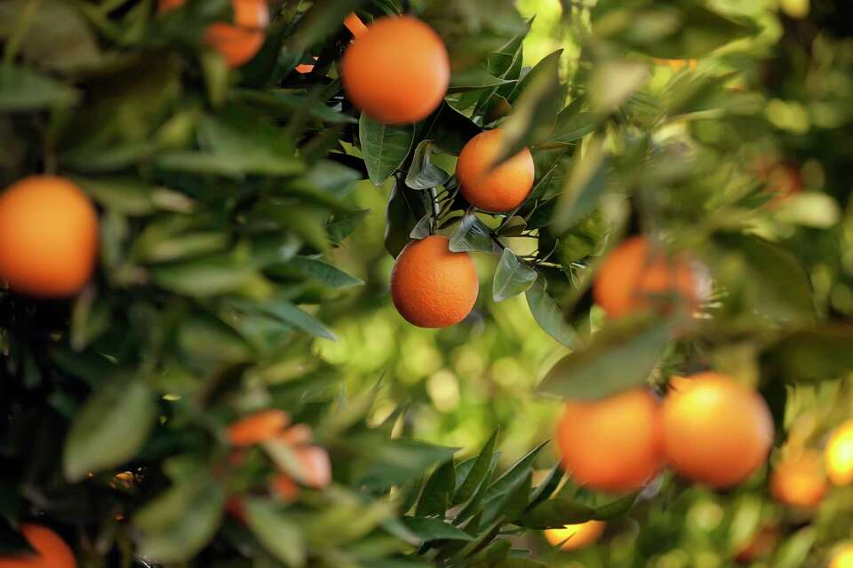 How Long Does it Take for Oranges to Grow on a Fully Developed Tree?