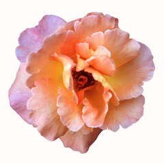 How to Cross-Pollinate a Rose Bush